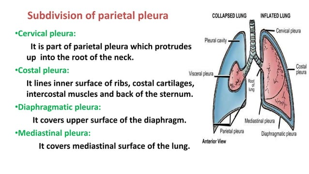 respiratory system anatomy Pleura & Lungs dr khalid.pptx