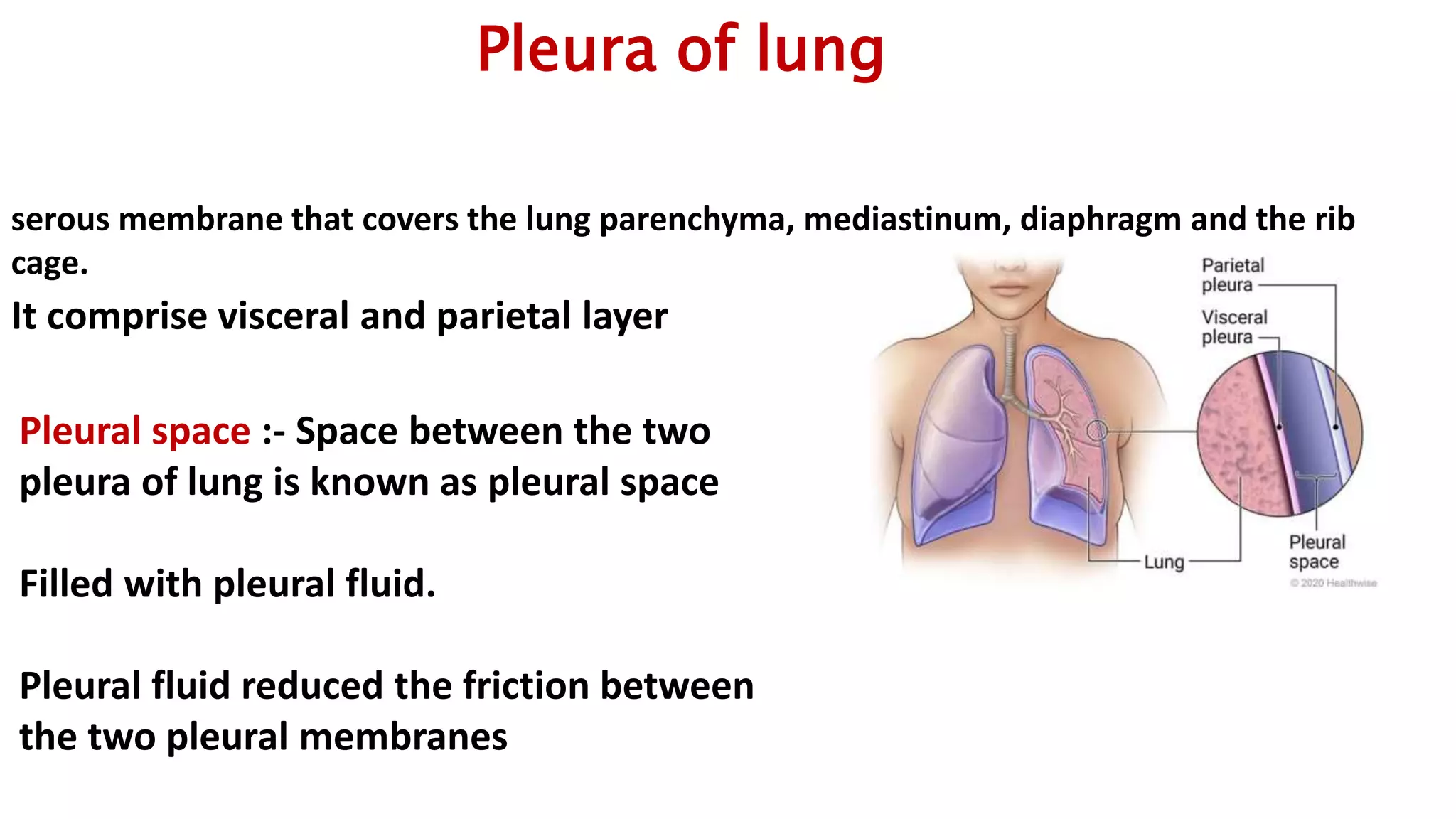 pleura of lungs.pptx | Death, Injury, or Military Conflict | Sensitive ...
