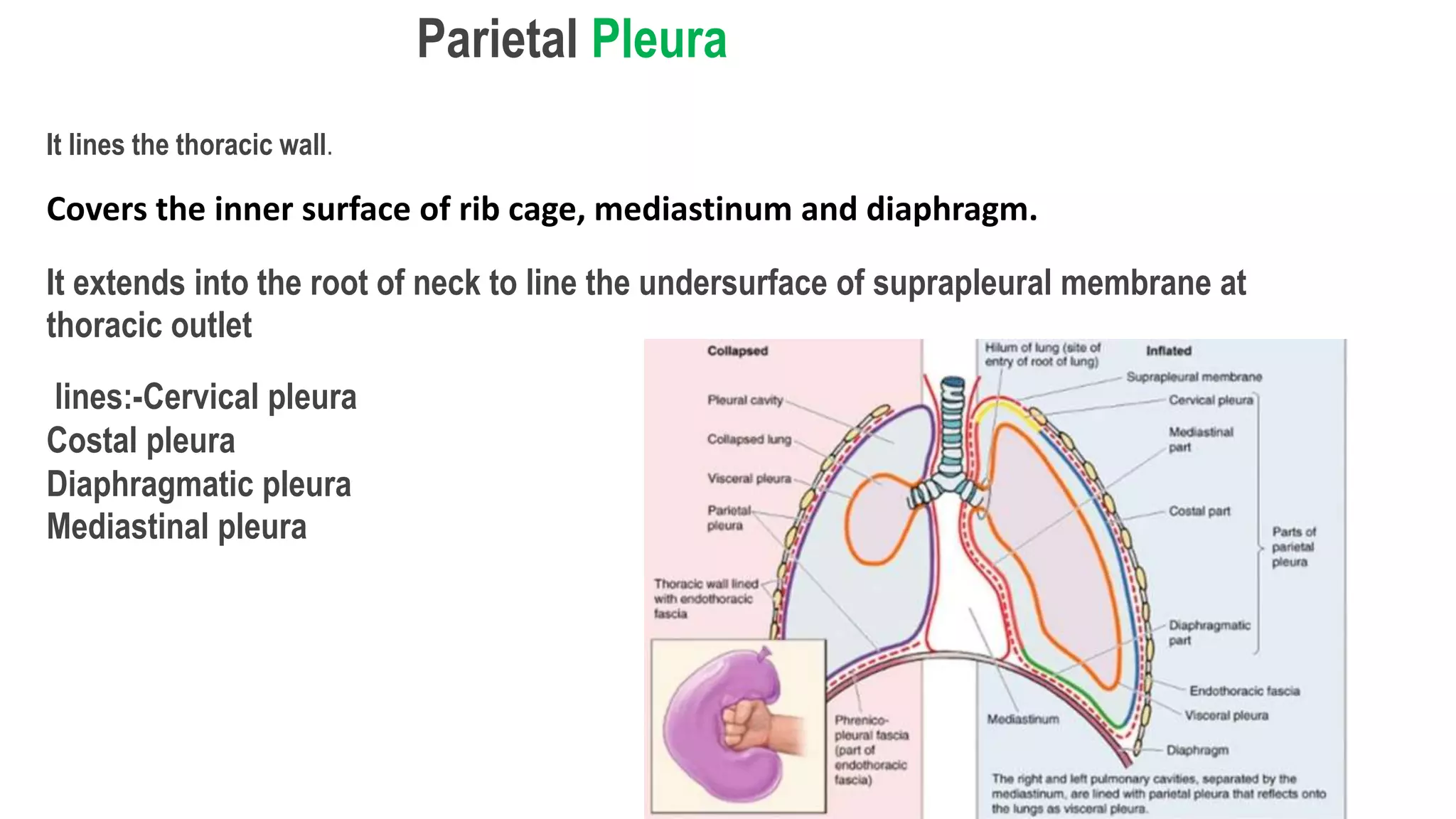pleura of lungs.pptx
