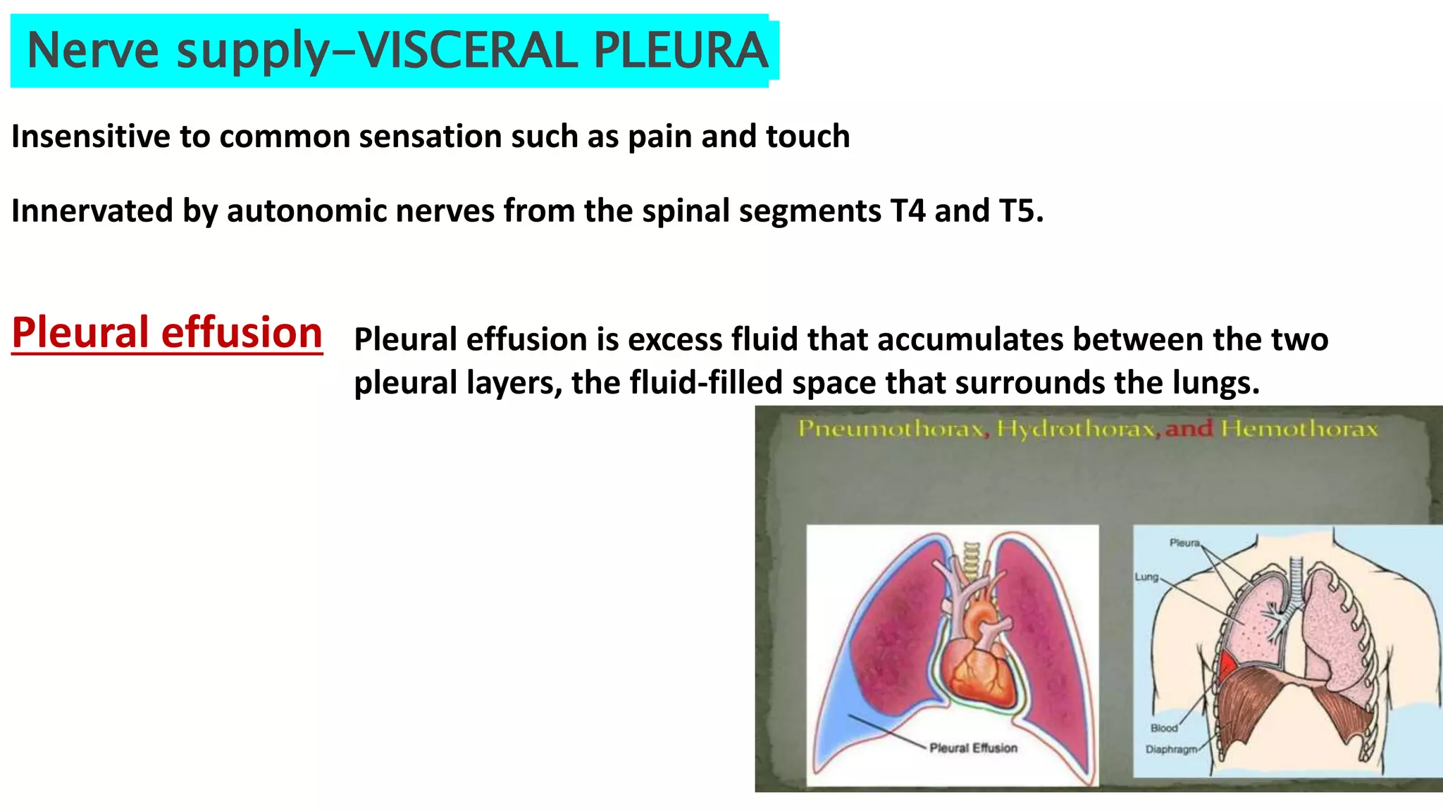 pleura of lungs.pptx
