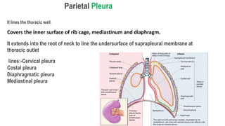 pleura of lungs.pptx