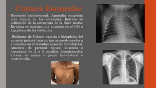 ANATOMIA RADIOLOGICA DE pleura, pared toracica y diafragma.pptx