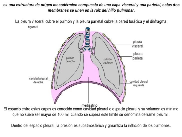 Pleuras