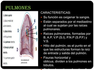Pleuras y pulmones | PPTX