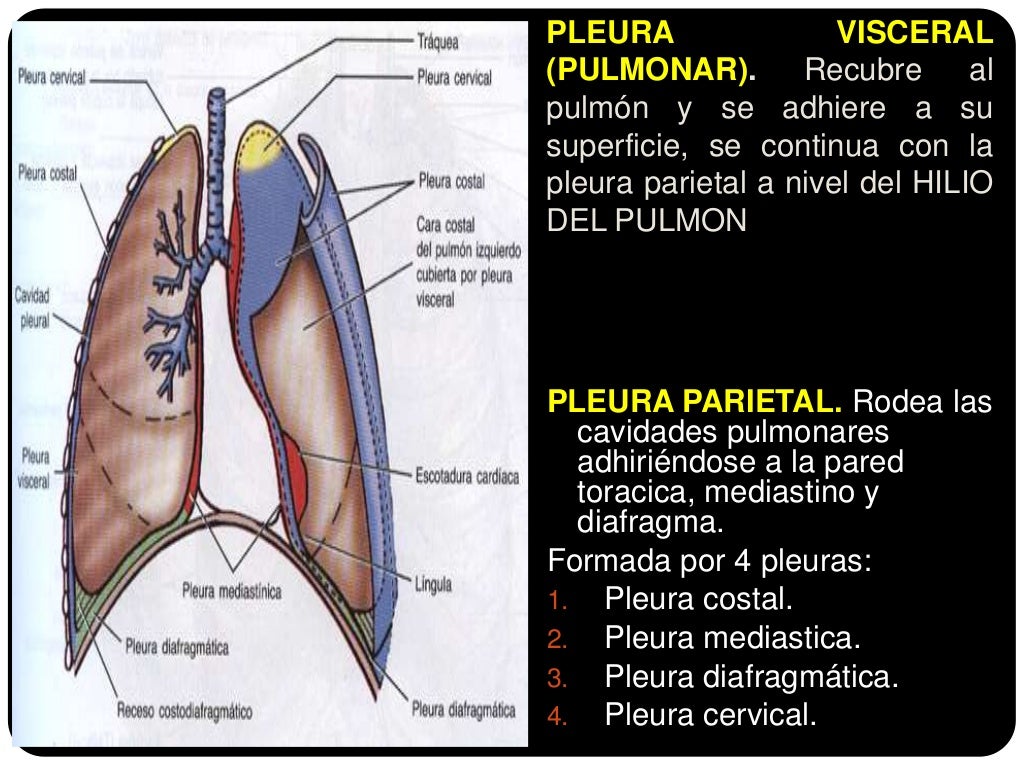 Pleura Anatomia Pulmonar Conceito Anatomia Pleura Cartaz Médico