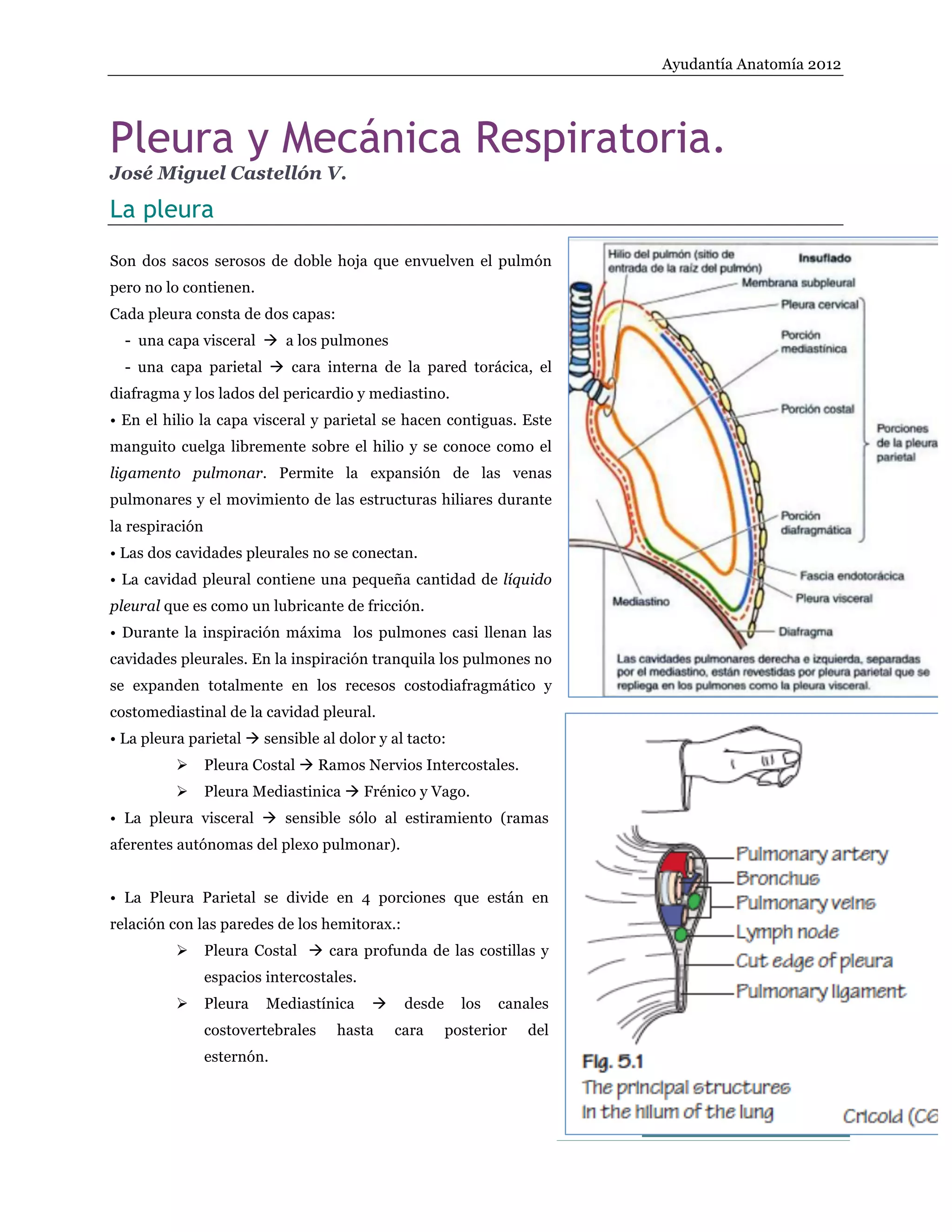 Anatomia Pleura y Mecanica Respiratoria | PDF