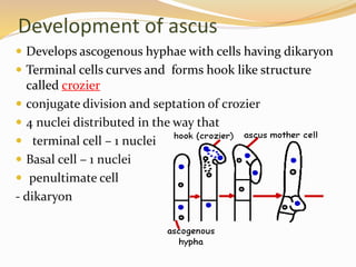 Pleurotus and neurospora | PPTX