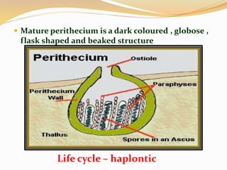 Pleurotus and neurospora | PPTX