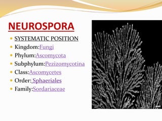 Pleurotus and neurospora | PPTX