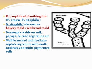Pleurotus and neurospora | PPTX