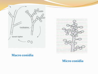 Pleurotus and neurospora | PPTX
