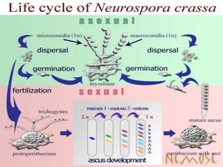 Life Cycle Of Bread Mold Neurospora Crassa