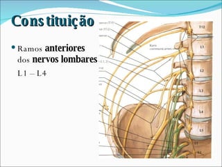 Plexo Lombar | PPT