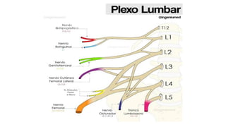 anatomía de plexo-lumbosacro regional.pptx