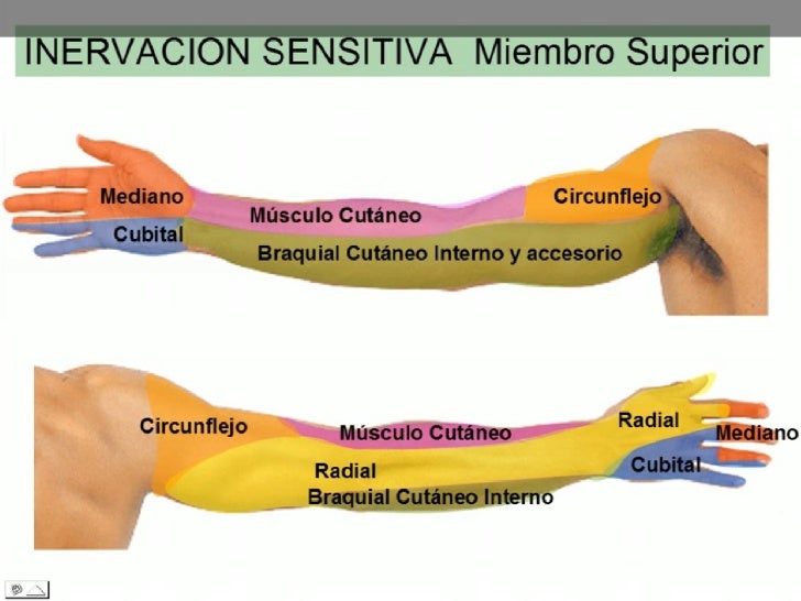 miembro superior inervacion