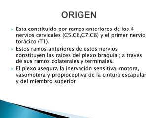 plexo braquial | PPT