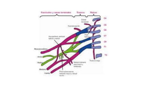 Plexo braquial | PPTX
