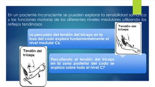 Plexo braquial | PPTX