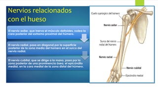 Plexo braquial | PPTX