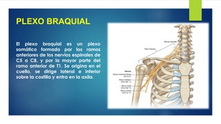 Plexo braquial | PPTX