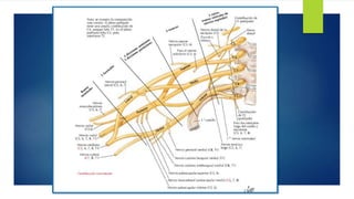 Plexo braquial | PPTX