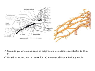 plexo braquial.pptx