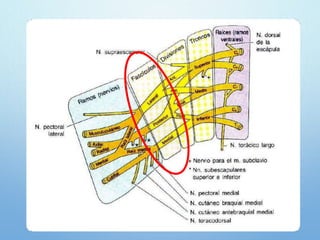 PLEXO BRAQUIAL.pptx