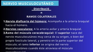 Anatomía, nervios del miembro inferior, Plexo braquial.pptx