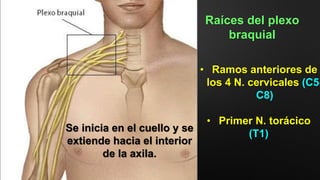 PLEXO BRAQUIAL. ANATOMIA | PPTX