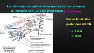 PLEXO BRAQUIAL. ANATOMIA | PPTX