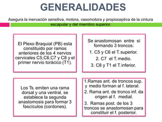 plexo braquial1.pptx