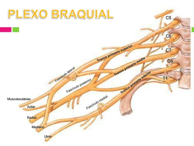 plexo braquial1.pptx
