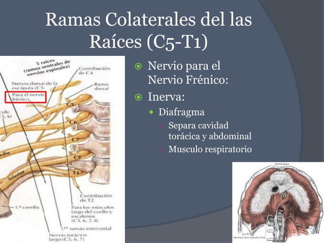 Todo Lo Que Necesitas Saber Sobre El Plexo Braquial: Guía Completa – IRYZ