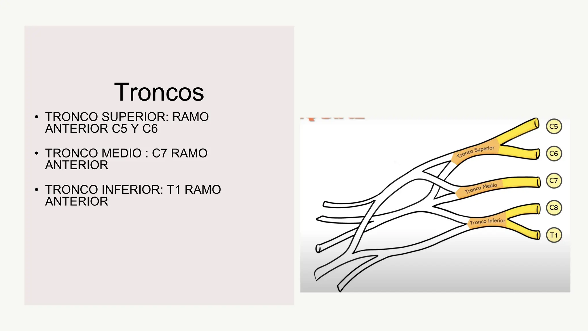 anatomia de plexo braquial anestesiologia | PPTX