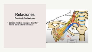 anatomia de plexo braquial anestesiologia | PPTX