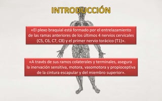 Plexo Braquial Anatomía y Semiologia | PPTX