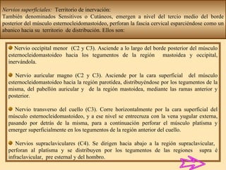 Plexo cervical | PPT