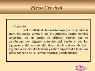 Plexo cervical | PPT