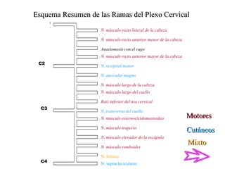 Plexo cervical | PPT