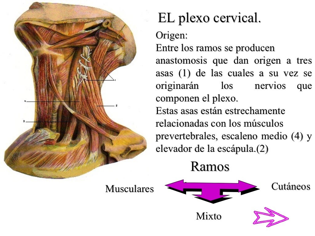Plexo cervical