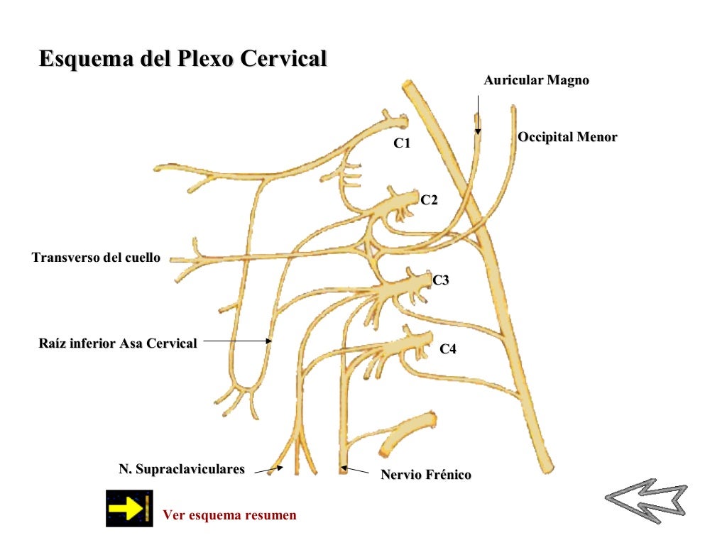 Plexo cervical