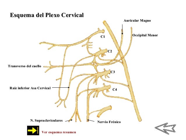 Plexo cervical