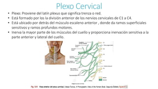 Plexo cervical | PPTX