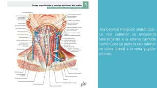 Plexo cervical | PPTX