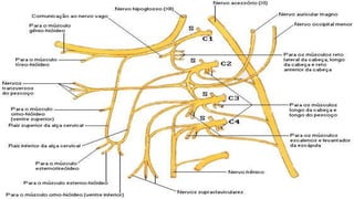 Plexo cervical | PPTX