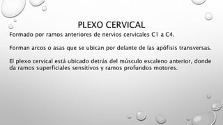 Plexo cervical | PPTX