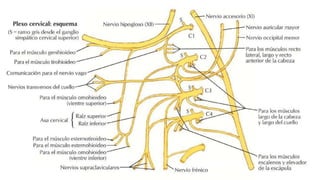 Plexo cervical | PPTX