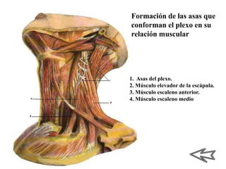 Plexo Cervical.ppt