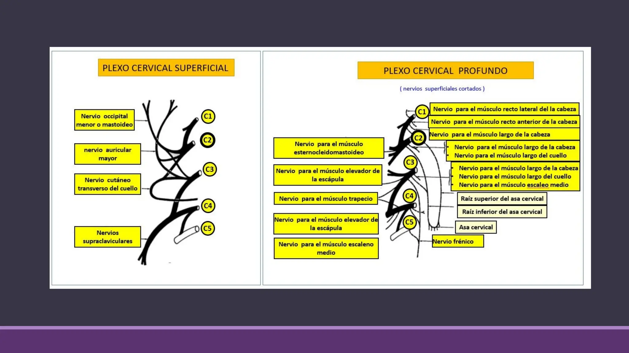 Plexo cervical, anatomía resumida, fácil | PPT