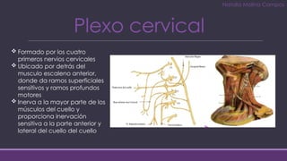 Plexo cervical, anatomía resumida, fácil | PPTX
